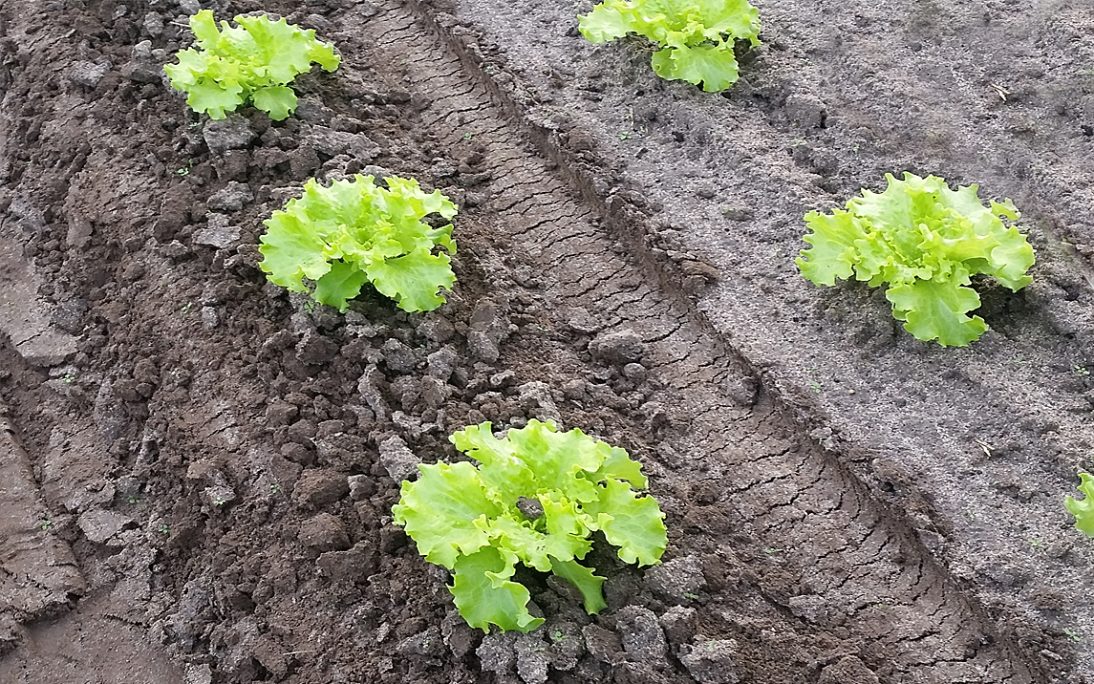 Weeding machine Optyma: Automatic inter-row and inter-plant Hoeing ...