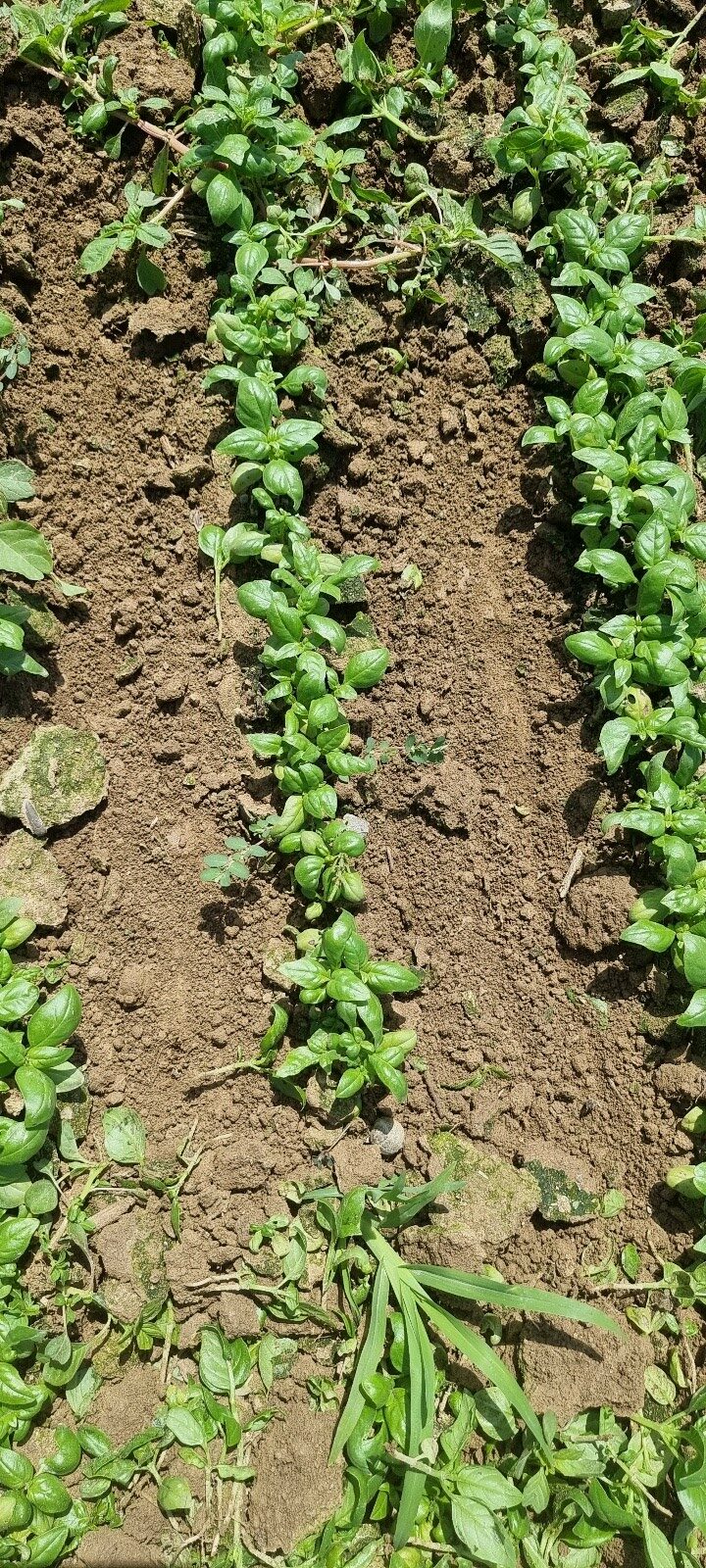 Timely Strategies for Weed Control | Oliver Agro
