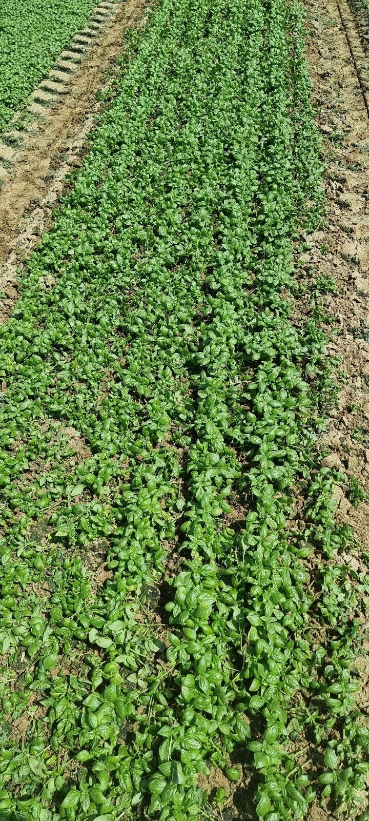 Timely Strategies for Weed Control | Oliver Agro