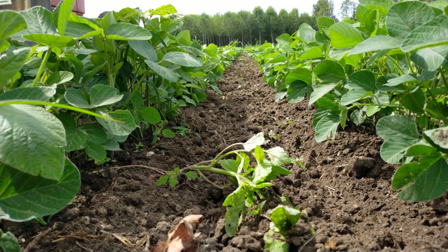 Unexpected Weed Infestation: What Solutions to Save the Harvest?