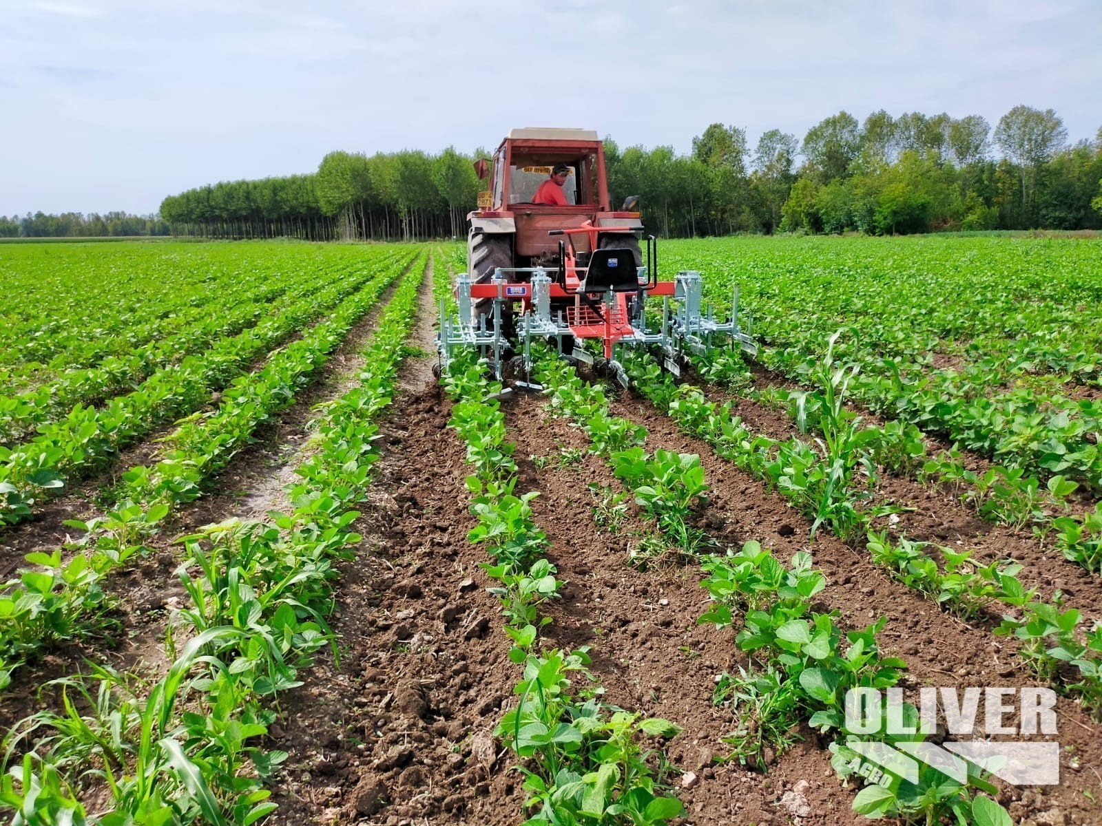 Unexpected Weed Infestation: What Solutions to Save the Harvest?